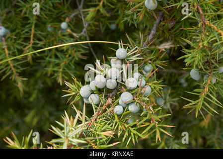 Juniperus Communis (Common Juniper), a woody plant of the Cupressaceae ...