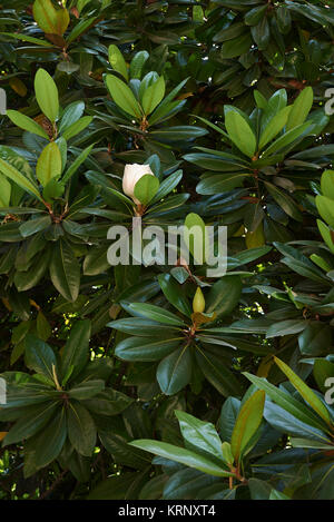 Big white flowers of Magnolia grandiflora. Southern magnolia (or bull ...