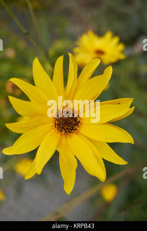 Blossom of the sunroot (Helianthus tuberosus), a root vegetable from ...