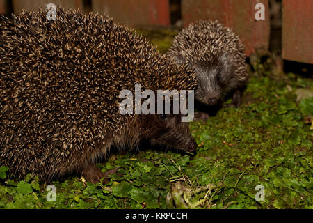 hedgehog animal mammal green fauna hedgehog spiny insectivore ...