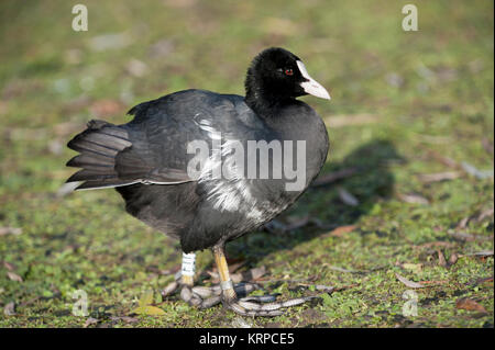 Eurasian coot (Fulica atra) with partial leucism Stock Photo - Alamy