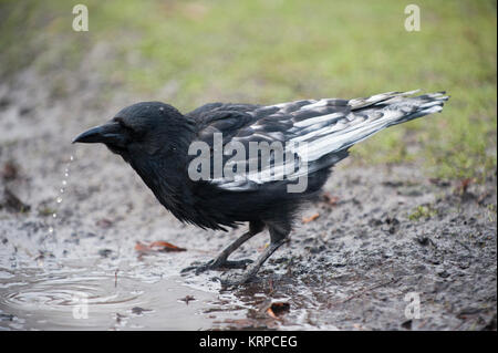 Carrion Crow, Corvus corone, with partial leucism or leukism in plumage ...