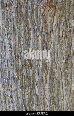 Spitz-Ahorn, Spitzahorn, Spitzblättriger Ahorn, Rinde, Borke, Stamm ...