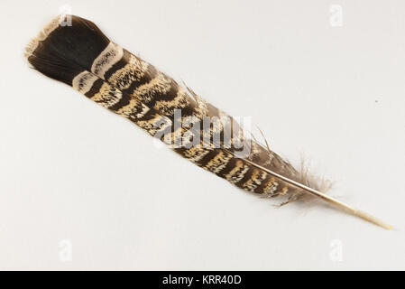 A Ruffed Grouse, Bonasa umbellus) tail feather isolated on white Stock ...