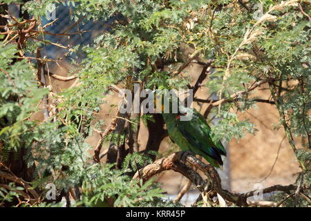 blue-crowned amazon parrot Stock Photo - Alamy