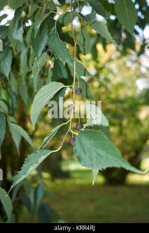 Leaves and fruits of European nettle tree (Celtis australis). It is a ...