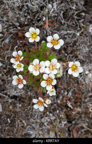 White flowers of tufted alpine saxifrage Saxifragaceae Saxifraga ...
