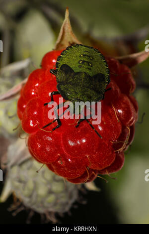Green Shield bug on raspberry leaf Stock Photo - Alamy