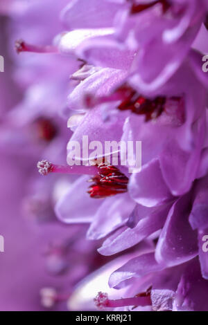 violet heath blossom Stock Photo - Alamy