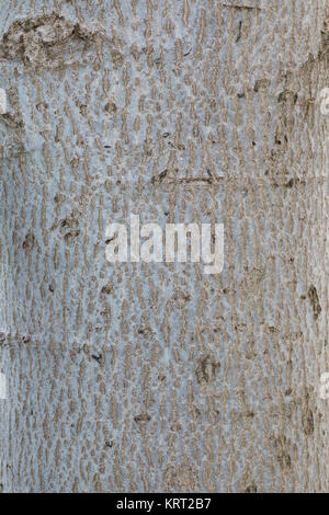 Juglans regia, Walnut, stem, bark Stock Photo - Alamy