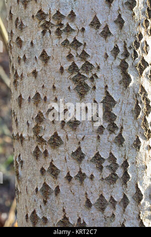 Zitterpappel, Zitter-Pappel, Pappel, Espe, Rinde, Stamm, Borke, Populus ...