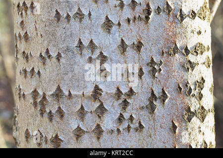 Zitterpappel, Zitter-Pappel, Pappel, Espe, Rinde, Stamm, Borke, Populus ...