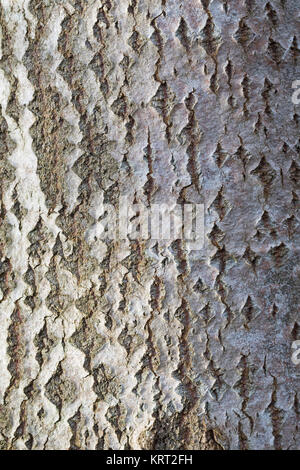 Zitterpappel, Zitter-Pappel, Pappel, Espe, Rinde, Stamm, Borke, Populus ...