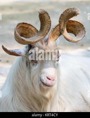 Portrait of a white markhor goat Stock Photo - Alamy