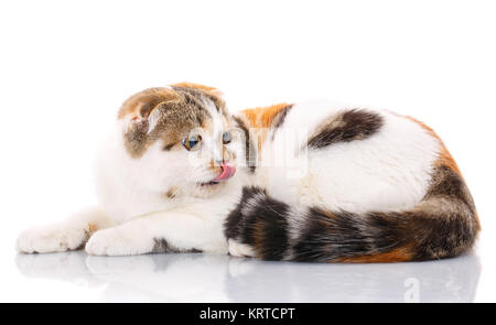 scottish fold cat lying sideways on a white background Stock Photo - Alamy