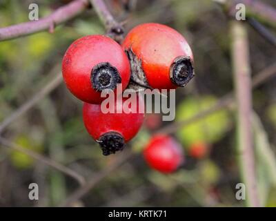 Rose hips on bush on hedge along Rectory Lane, Saltwood, Hythe, Kent ...