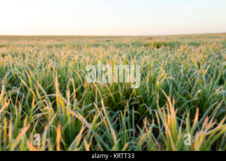 wheat during frost Stock Photo - Alamy