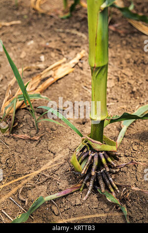 Plantation of young corn field and brown soil at the Flemish ...
