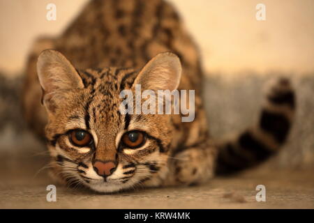 tiger cat or ocelot cat from brazil Stock Photo - Alamy