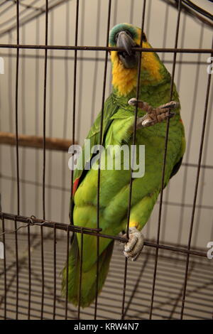 blue-fronted amazon in the cage Stock Photo - Alamy
