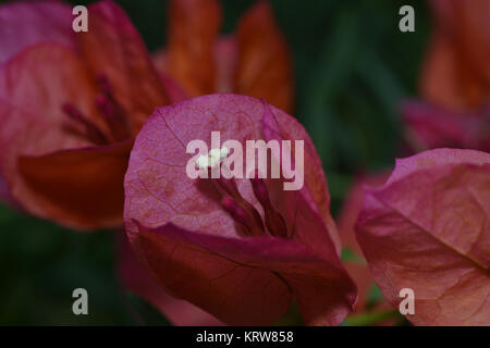 many-flowered miracle flower (mirabilis multiflora Stock Photo - Alamy