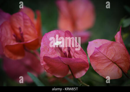 many-flowered miracle flower (mirabilis multiflora Stock Photo - Alamy