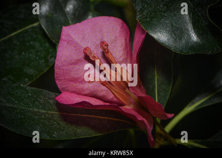 many-flowered miracle flower (mirabilis multiflora Stock Photo - Alamy