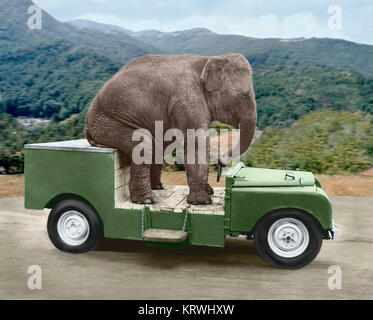 Elephant drives a car, England, Great Britain Stock Photo - Alamy