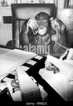 MONKEY CHIMPANZEE WITH TELEPHONE Stock Photo - Alamy