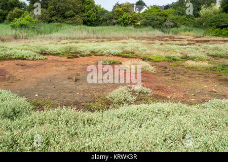 shrubby ground cover vegetation seen in Brittany,France Stock Photo - Alamy