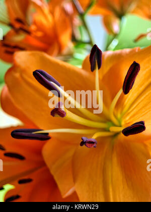 Calyx of a yellow Lily Stock Photo - Alamy