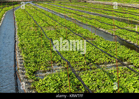 Wasabi farm, Azumino, Nagano, Japan Stock Photo - Alamy