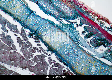 full frame microscopic shot showing some details of the neck organs ...