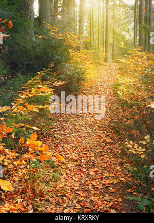 dried leaves walking in the forest Stock Photo - Alamy