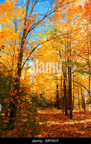 Woodland with yellow colored foliage during early fall Stock Photo - Alamy