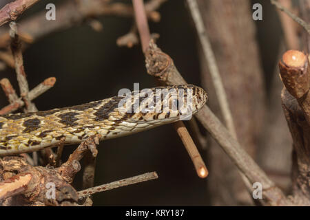 eggs snake crawling through a bush Stock Photo - Alamy