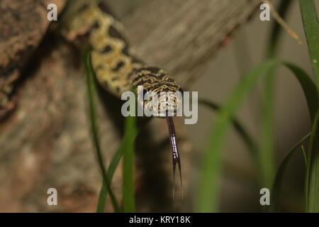 eggs snake crawling through a bush Stock Photo - Alamy