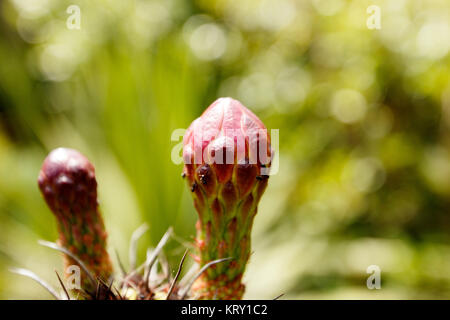 Beautiful Green and Red Some Ting with a green background Stock Photo ...