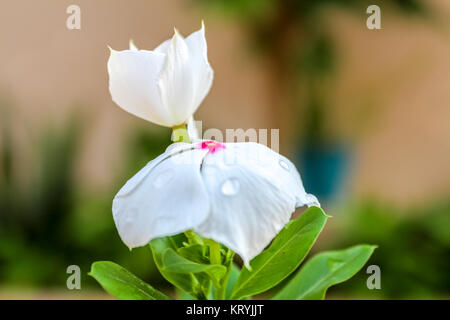 Native to Yucatan Catharanthus roseus white with pink center Stock ...