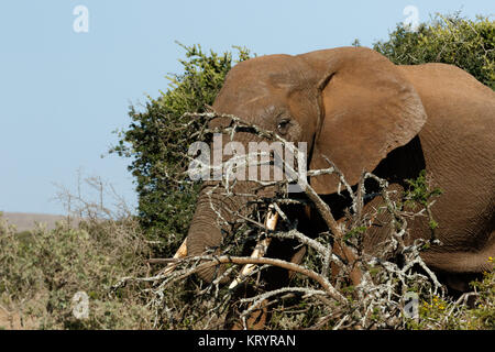 Bush Elephant hiding behind the branches Stock Photo - Alamy