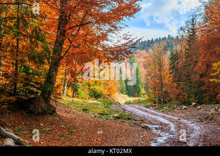 Footpath winding through colorful forest in Transylvania-Romania Stock ...