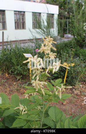 The flowers of a goat's beard (Aruncus dioicus Stock Photo - Alamy
