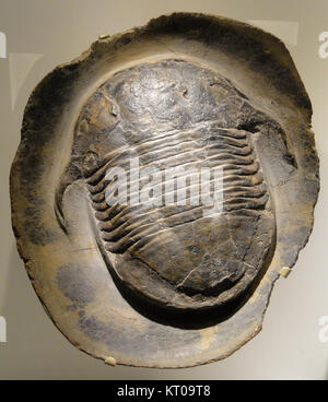 Asaphellus stubbsi, Lower Ordovician, Fezouata Formation, Morocco ...