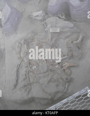 The Ashfall Fossil Beds are a paleontological site in Nebraska, where ...