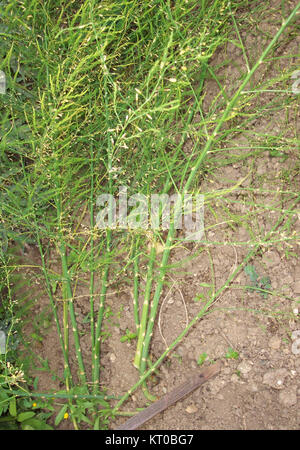 Asperge refers to asparagus, a vegetable known for its nutritional ...