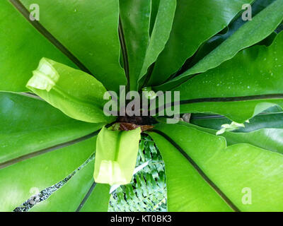 Asplenium nidus, also known as the bird's nest fern, is a species ...