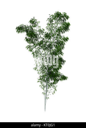 3D rendering of green bamboo trees isolated on white background Stock ...