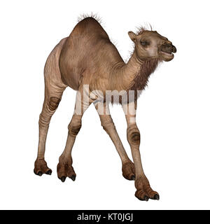 3D rendering of a dromedary isolated on white background Stock Photo ...