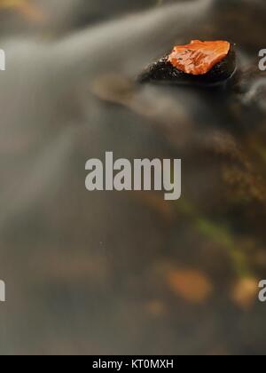Autumn river. Death yellow maple leaf on mossy stone in cold water of ...