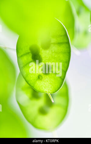 Honesty seed pods (Lunaria annua). Photographed in autumn Stock Photo ...